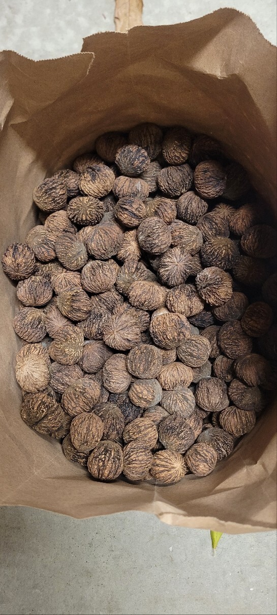 6 Pounds of 2024-Harvested Organic Black Walnuts (Hulled and Washed) | eBay