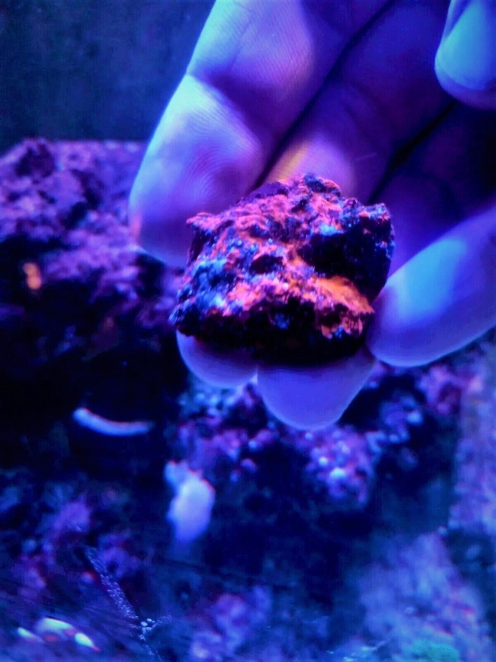 Red Coraline Frag/Marine Bacteria/ Live Coral Rock/Marine Algae Plants ...