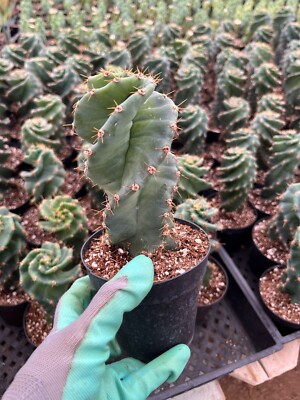 Spiral Cactus, Tornado Cactus, Cereus Forbesii Spiralis Twisted Cactus ...
