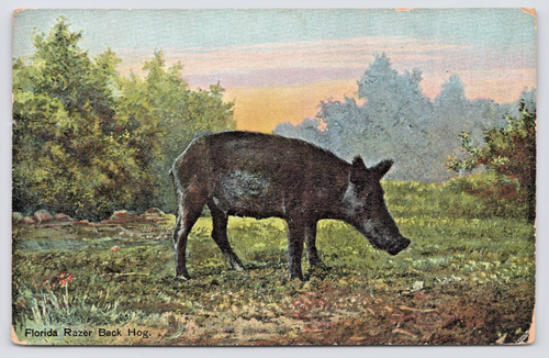 Postcard Florida Black Razorback Hog Feral Pig c1910 | eBay
