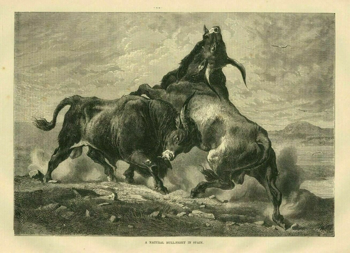 Two Bulls Fighting Drawing