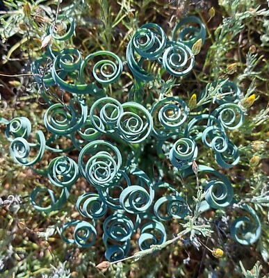 GETHYLLIS LINEARIS - rare S AFRICA narrow TWISTING LVS WHITE FLOWERS ...