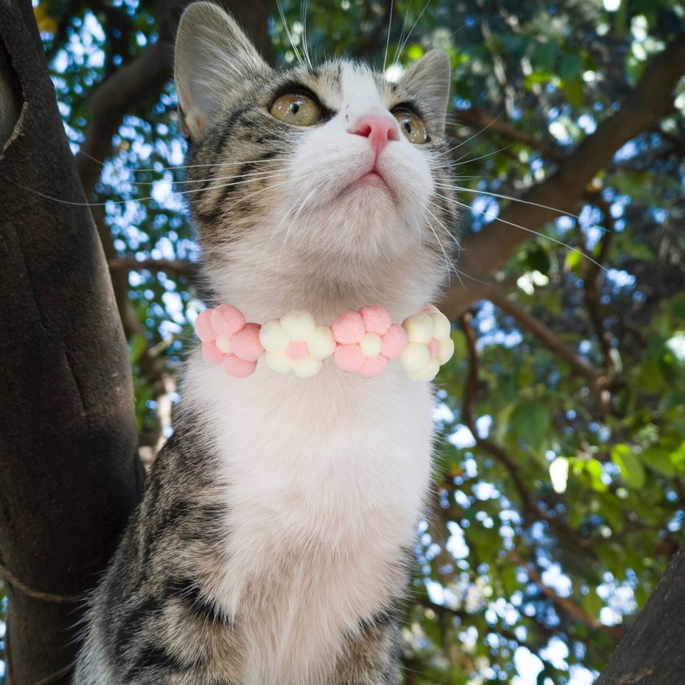 Valentine's Day Pet Costume Cat Collars Dog with Flower Attached | eBay UK