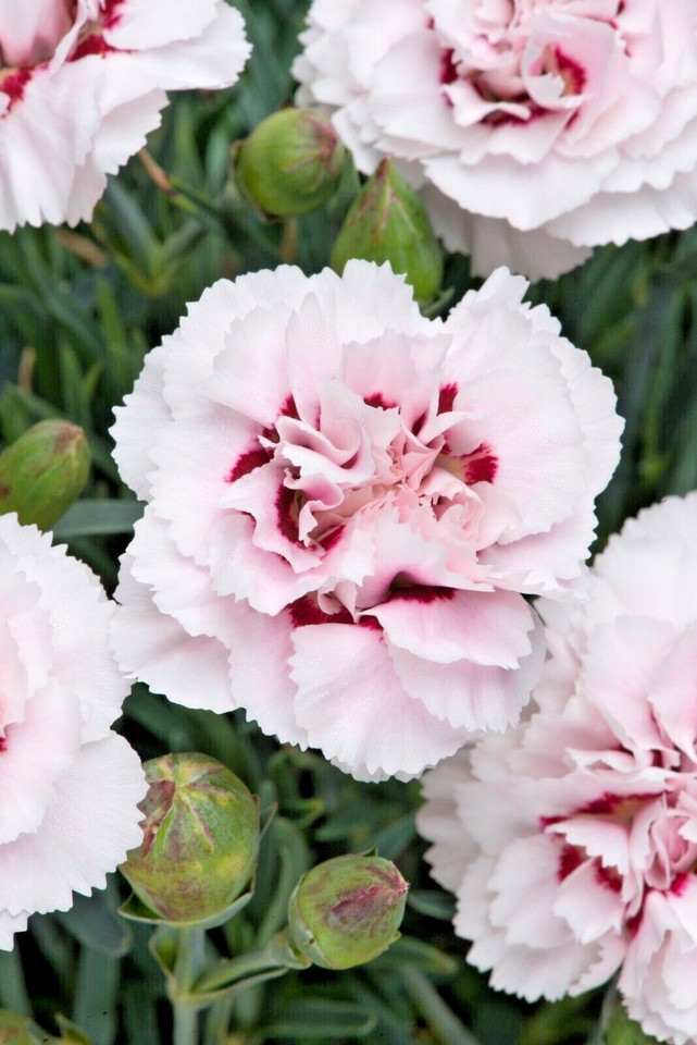 Dianthus Garden pinks Hardy Perennial in 9cm pot | eBay UK