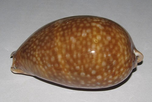 105 mm LARGE Cypraea Cervus Cowrie Seashell GREAT PATTERN Combine Ship ...