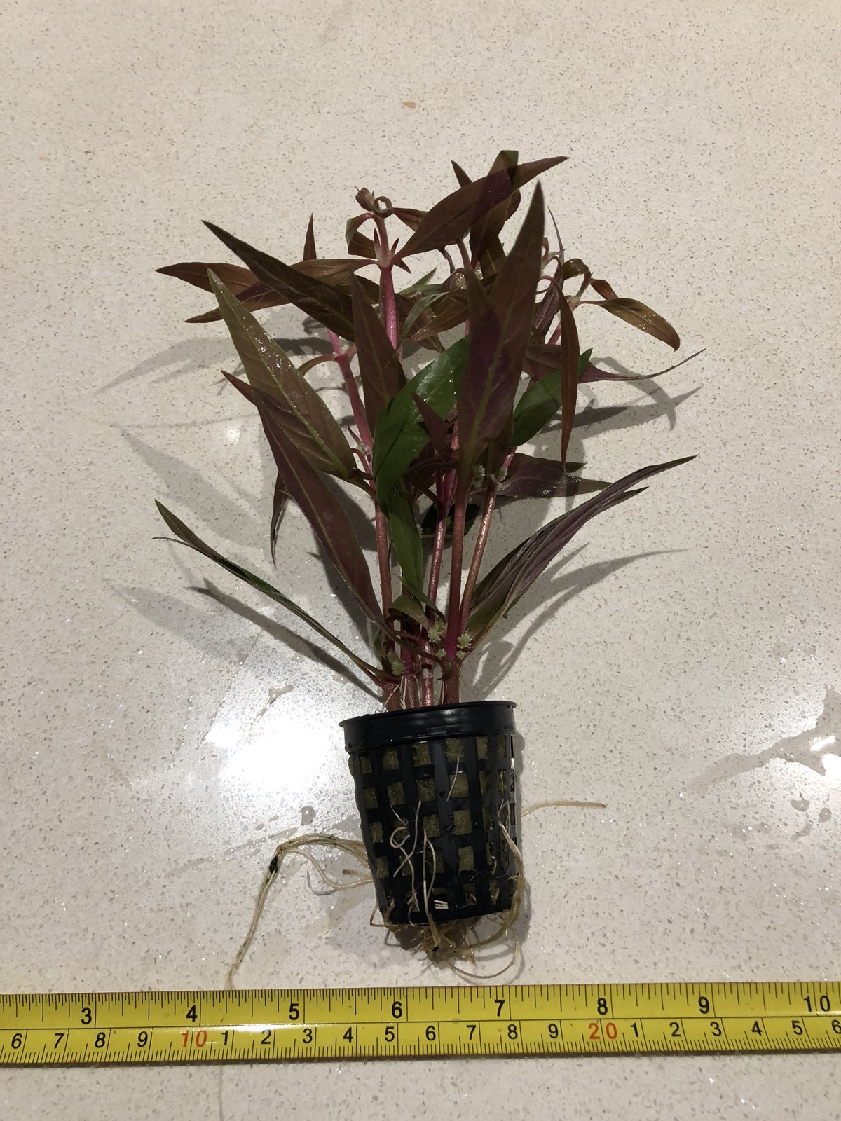 Telanthera Pots - Live Aquarium Plant | eBay