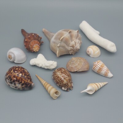 Mixed Lot of 12 Sea Shells Tiger Cowrie Whelk Coral Sea Snail | eBay