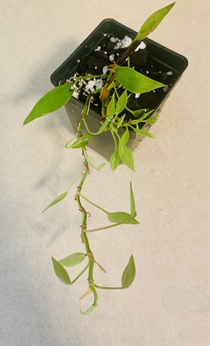 Very rare Philodendron MINI MIDGET Live Plant potted, EXACT PLANT | eBay