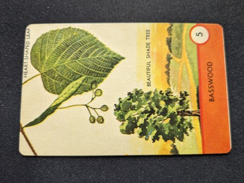 1962 Ed-U-Cards Tree Spotter Game Card # 5 Bass Wood (NM) | eBay