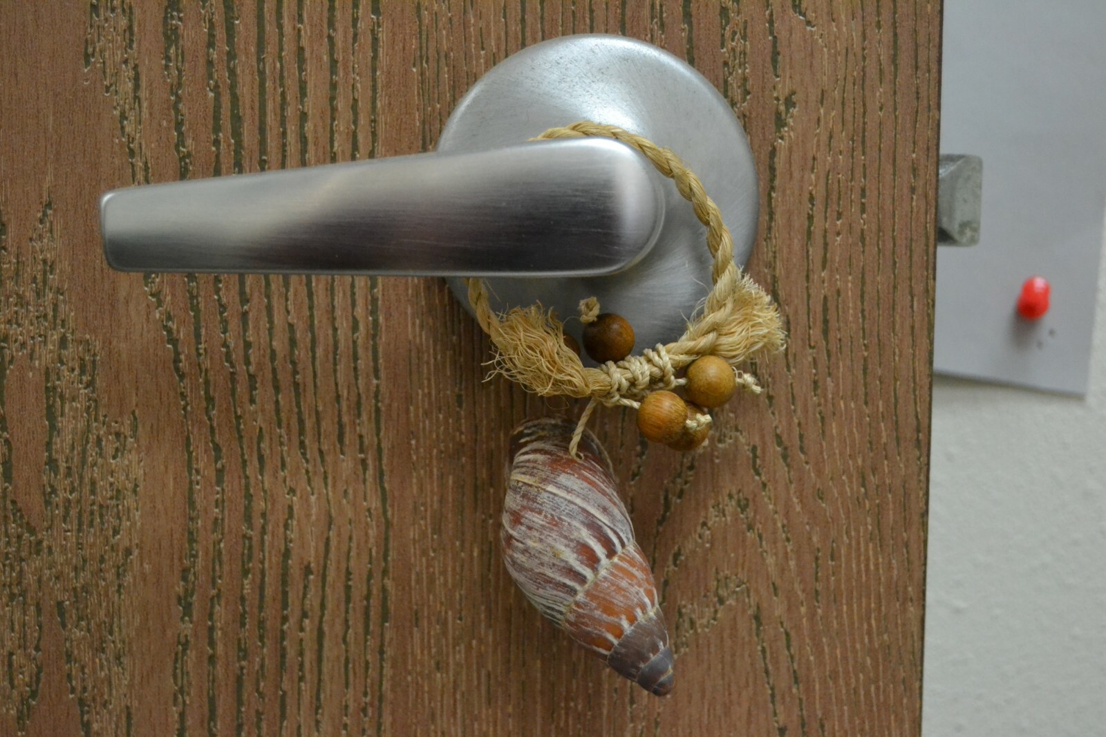 BROWN CONCH SEA SHELL HANGER DOOR KNOB BEACH DECOR #T-1878 | eBay