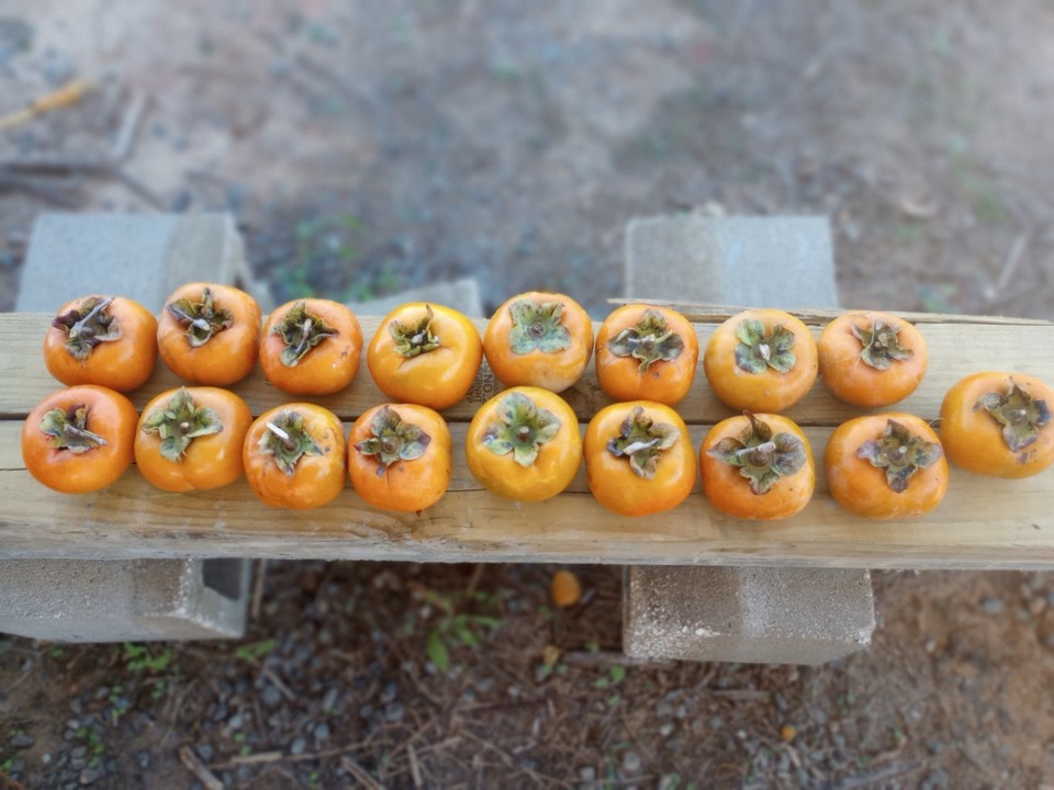 10 PCS FUYU FLAT SHAPE PERSIMMON TREE UNROOTED CUTTINGS 8" Long For ...