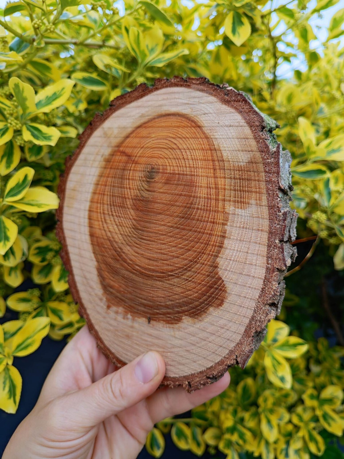 Log Wooden Slices LOCAL CRAFTS 2-18CM Wood Discs Round Wedding Cedar ...