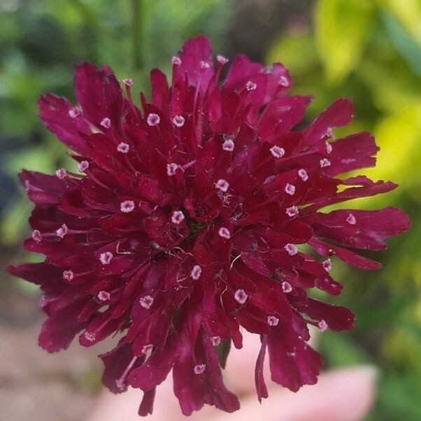 Superb Dark Red Knautia (Scabious) (50+ seeds). Hardy Perennial. | eBay UK