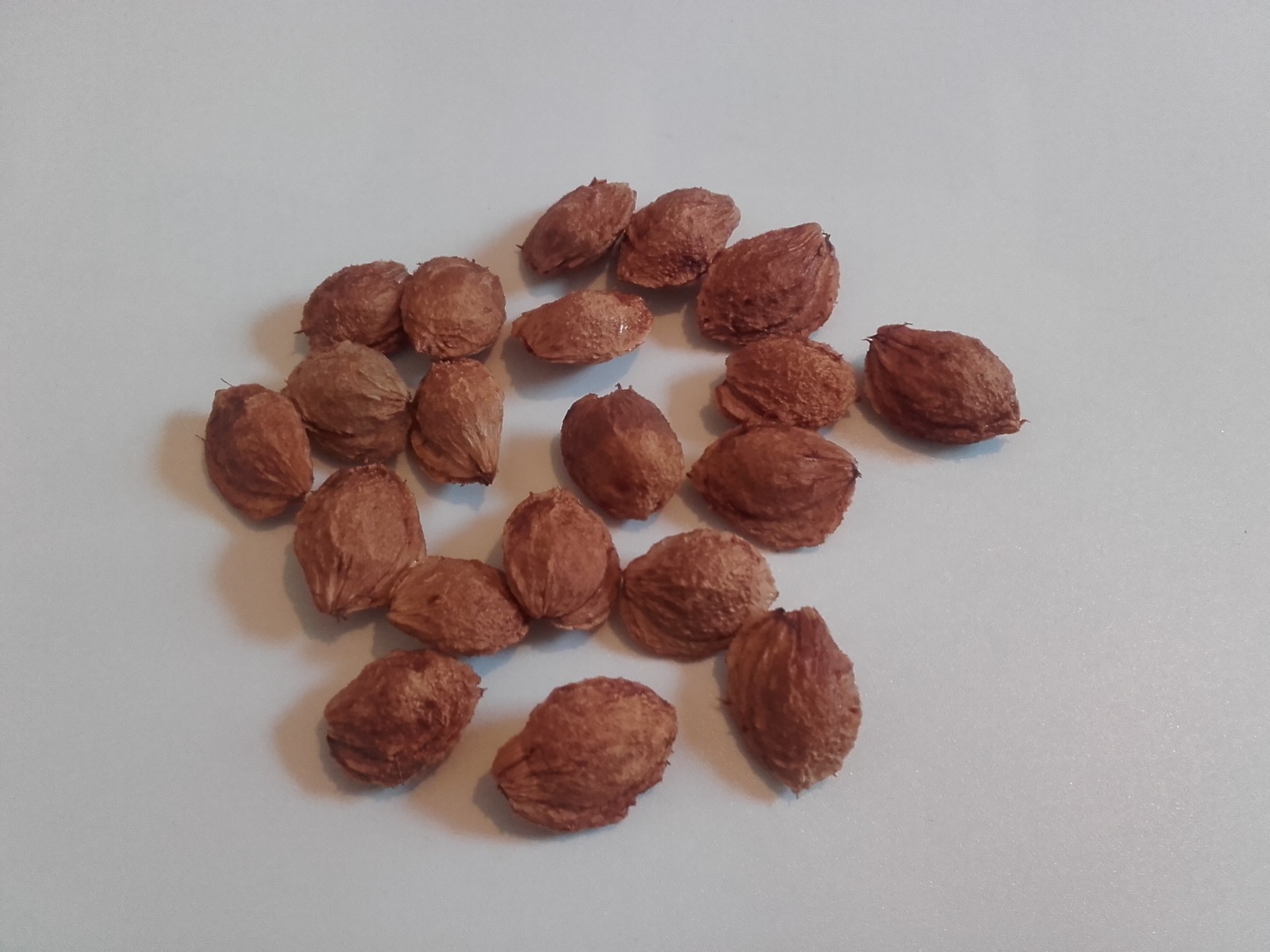 Delicious PLUM Tree 5-Finest Seeds/Crisp, Sweet & Tangy/Hardy Variety ...