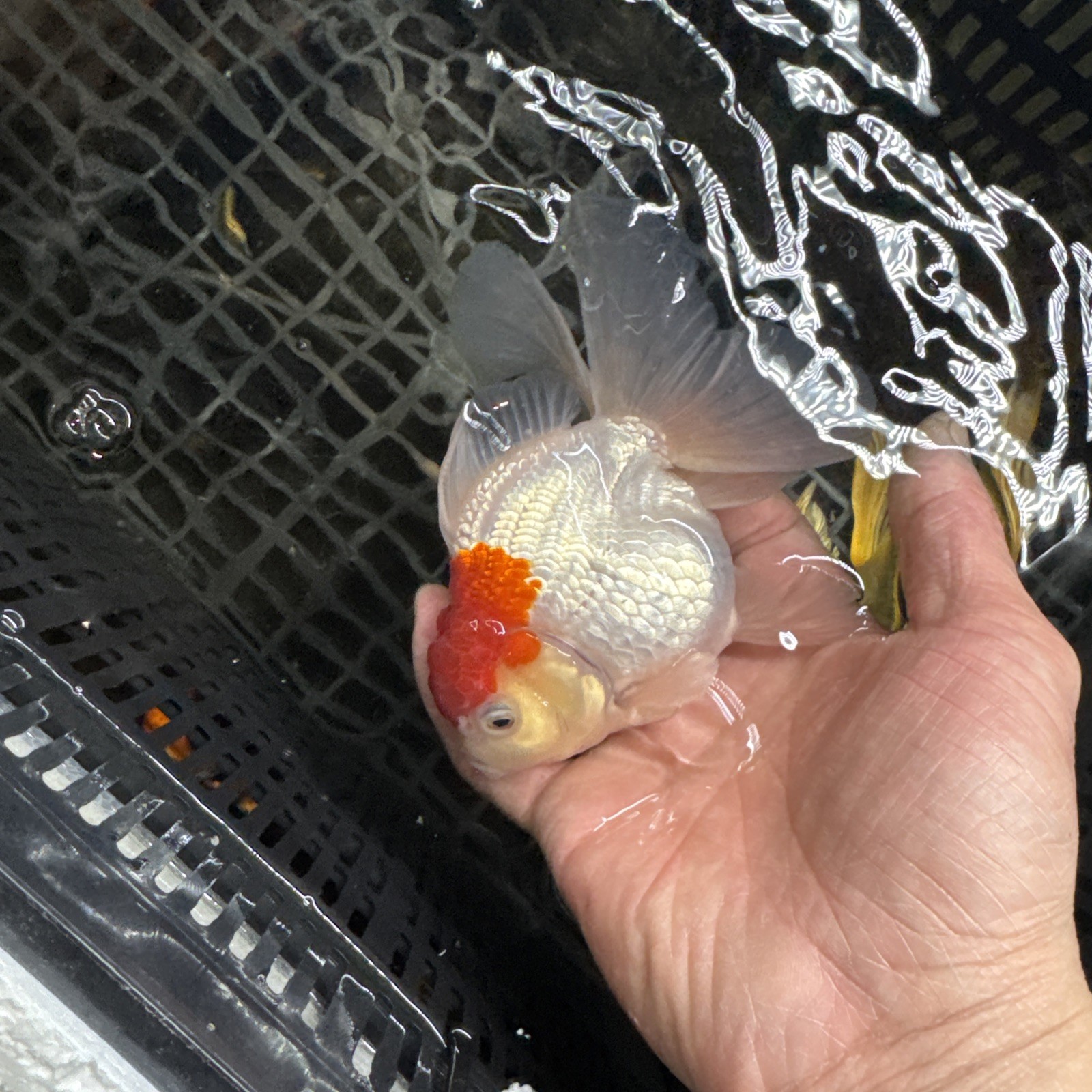 thai Oranda goldfish 5 Inches Live Fish female | eBay