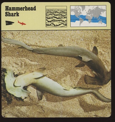 Hammerhead Shark Safari Cards Rencontre Fish | eBay