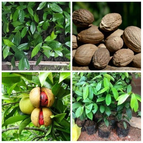 Grafteed Nutmeg Pala ( Myristica Fragrans ) Myristicaceae Tree Free ...