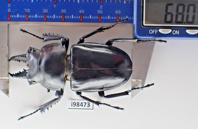 i98473. Insects, Lucanidae: Neolucanus sp. Vietnam North. 68mm? | eBay