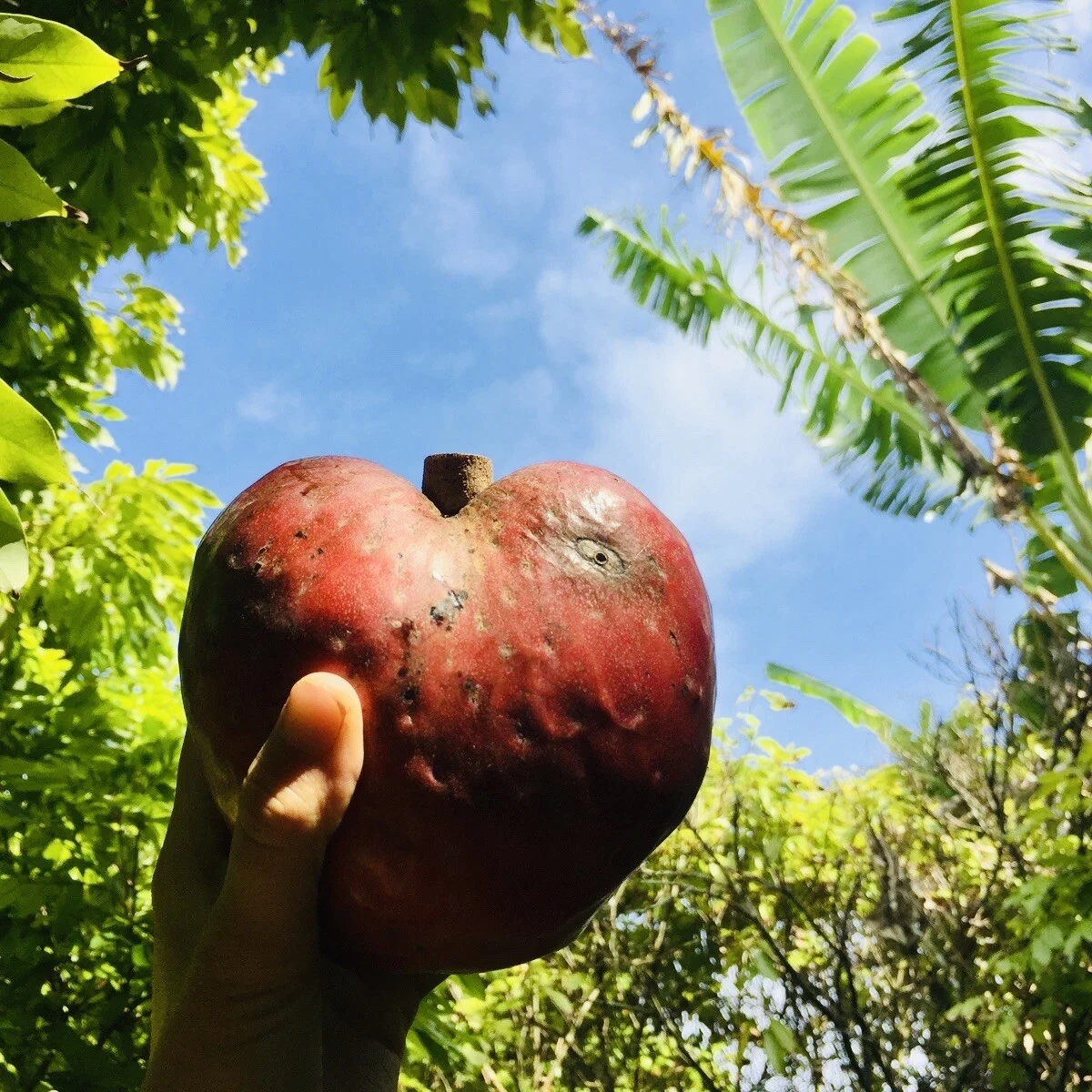 Annona Reticulata Fruit