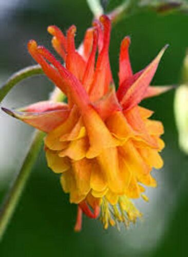 Fresh 50 Double Orange Yellow Columbine Seeds Flower | eBay