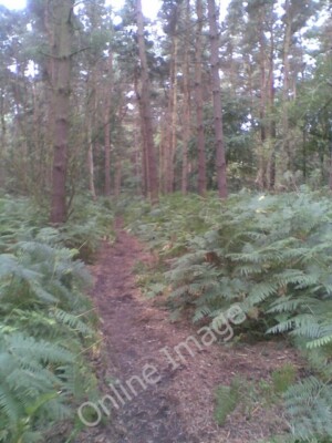Photo 6x4 Harlestone Firs Church Brampton Pine forest with needle ...