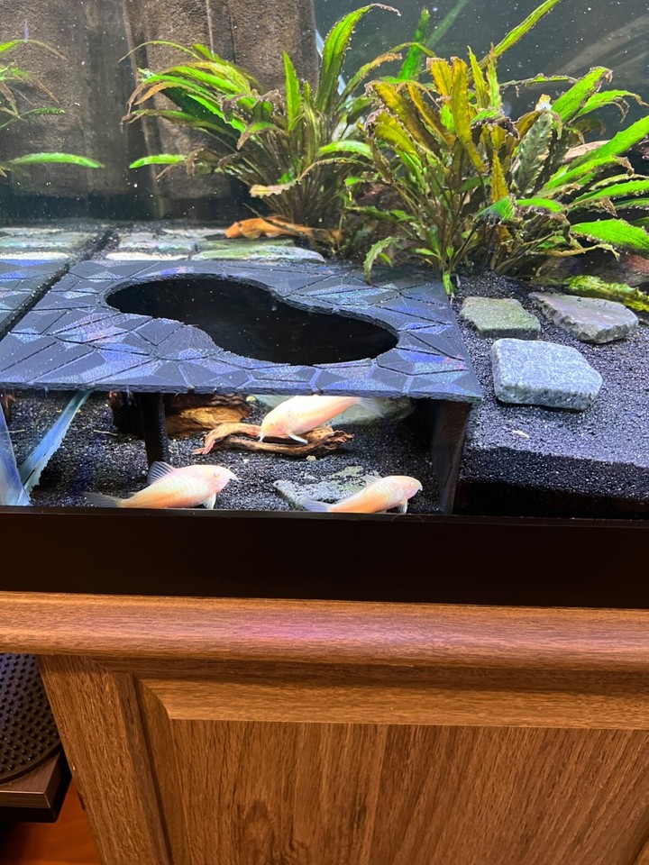 Fish Hide Fish Cave Reptile Hide 2 Sizes 2 Colors Available FREE ...