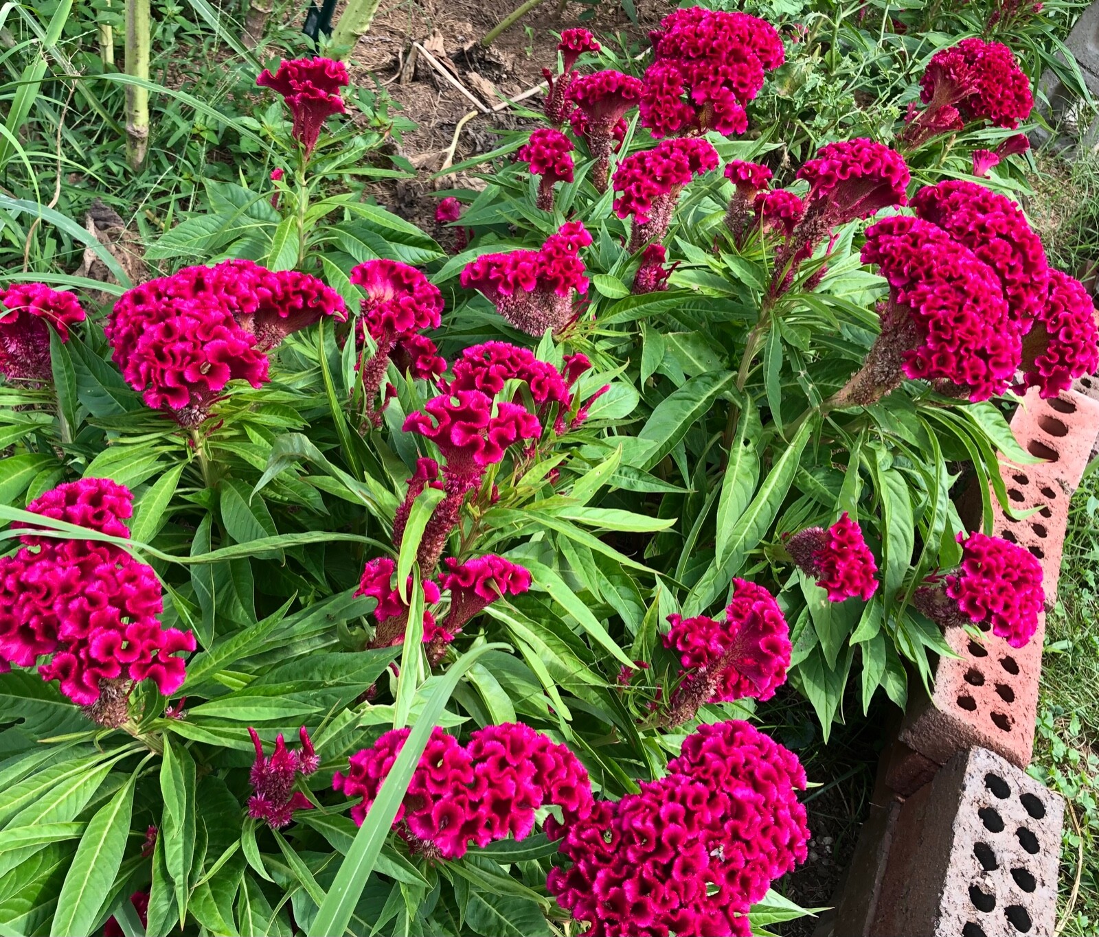 FRESH SEEDS Organic Giant Celosia Cristata Fuchsia Amish Cockscomb ...