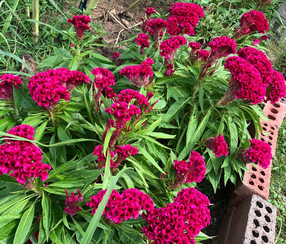 FRESH SEEDS Organic Giant Celosia Cristata Fuchsia Amish Cockscomb ...