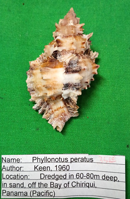 Phyllonotus peratus #M0765 Panama 60mm | eBay
