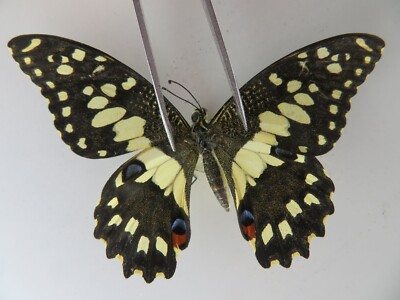 PA9208. Insects butterflies: Papilio sp. Vietnam, Nghe An | eBay
