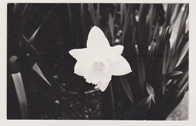 White Flower Stands Out in Abstract Composition Unusual Surreal ...