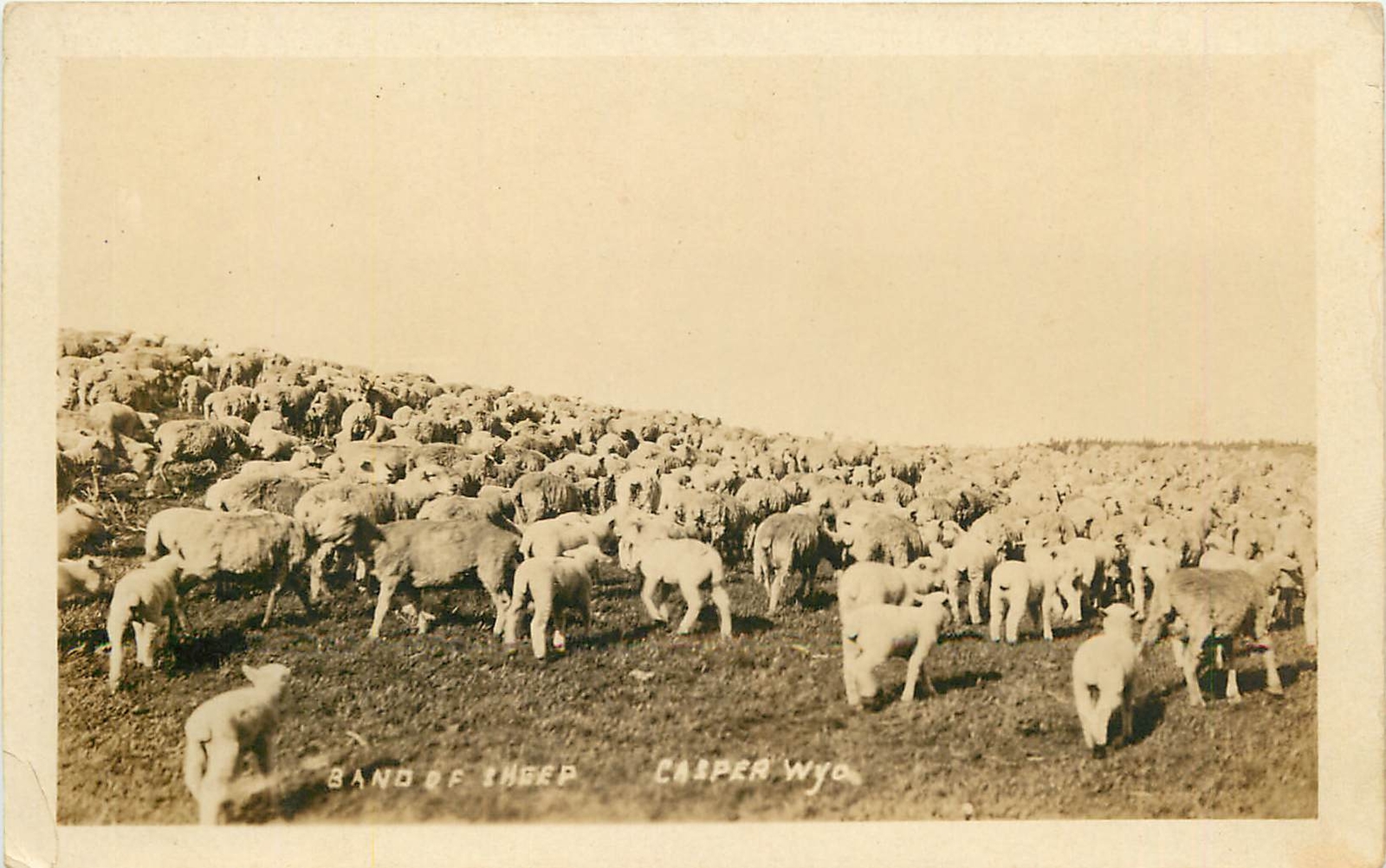 Wyoming, WY, Casper, Band of Sheep Real Photo Postcard | eBay