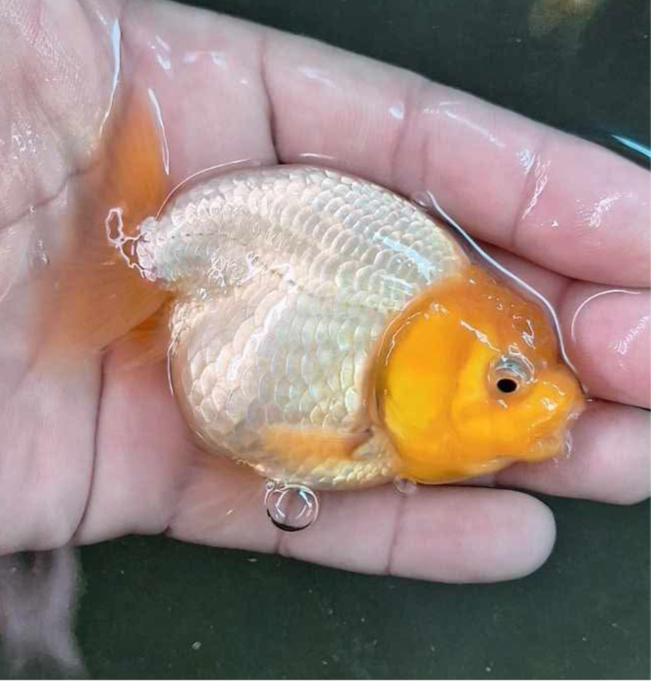 Live Fancy Premium Goldfish Thai Ranchu Lemon Head White Body 3” Body 6 ...