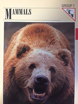 Wildlife-Fact-File-Mammals-Wild Animals-Schooll-Collectors-Nature-N.162 ...