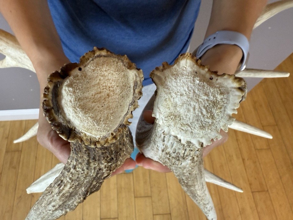 Two Big Whitetail Deer Antlers Sheds Horns Rustic Decor Rattle Rattling ...