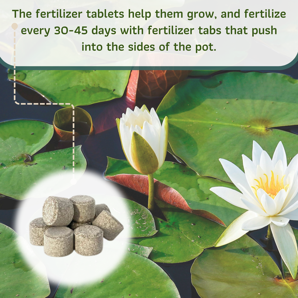 Fabiola Pink Hardy Waterlily Live Freshwater Plants Pond Decoration ...