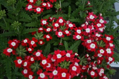 BIN#1R3D3 Verbena Seeds Obsession Red With Eye 50 Verbena Seeds | eBay