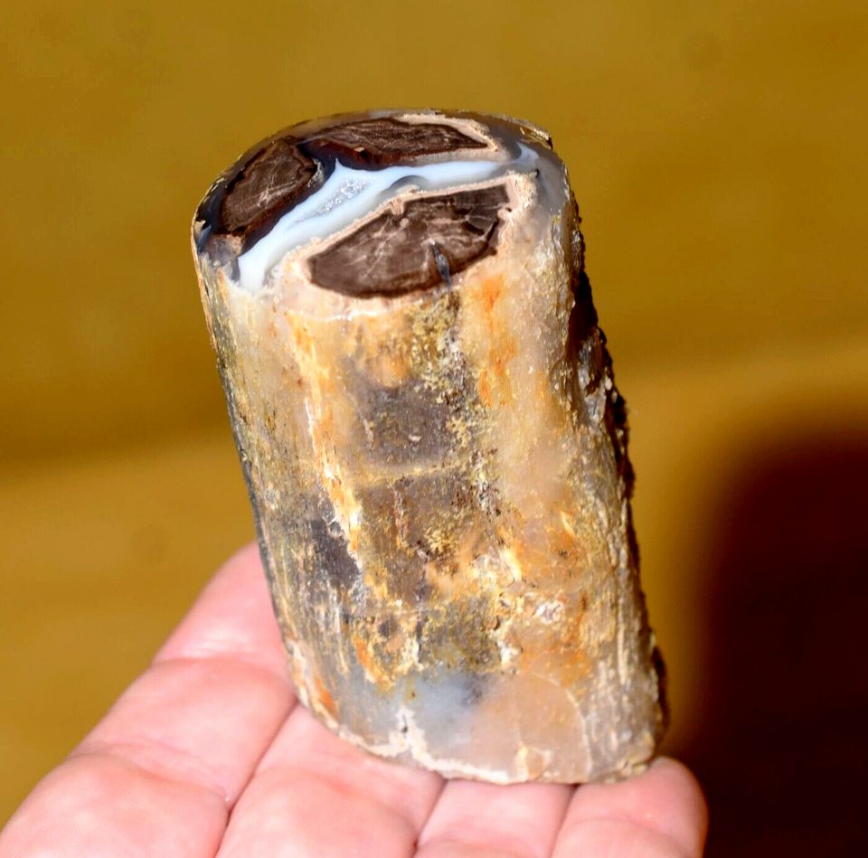 Amazing Blue Forest Agatized Petrified Eocene Wood Fossil Tree Limb ...