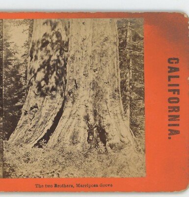 The Two Brothers Mariposa Grove Mammoth Trees California CA Stereoview ...