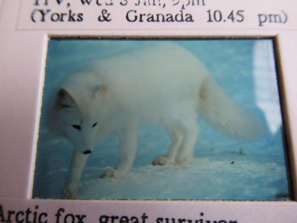 Artic Fox in Siberia slide (35mm film) Good focus no reflection | eBay UK