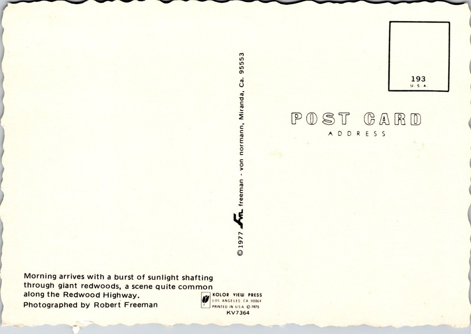 6x4" Postcard California Morning Rapture Giant Redwoods Redwoods ...