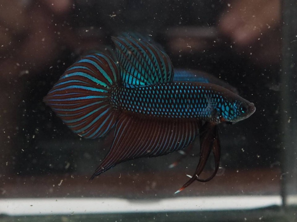 Wild Betta Smaragdina Snake Face Male Wild Live Betta Fish High Quality ...