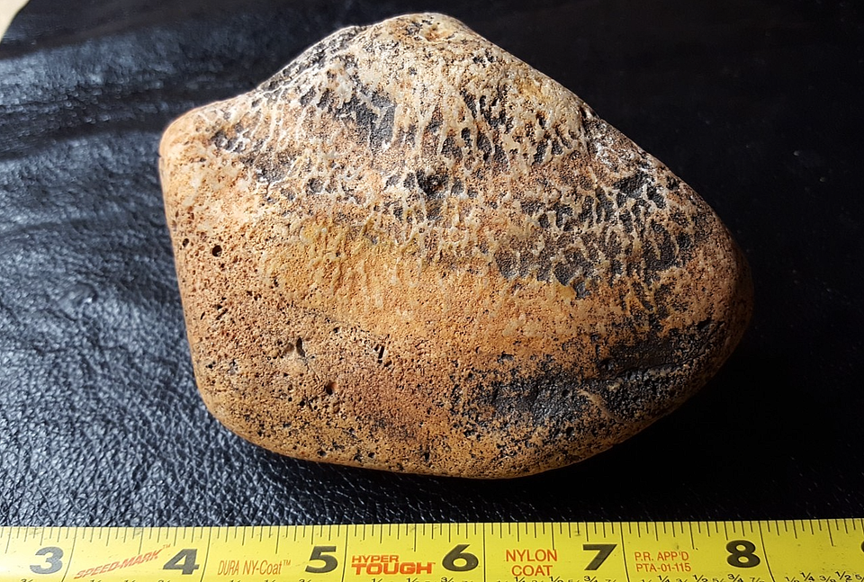 Large Agatized Sponge Coral Fossil Crystal Specimen Rock Mineral ...