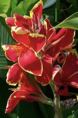 Dwarf Canna Lily LUCIFER Bicolor Red /Yellow (1) Live Plant Bulb Tuber ...
