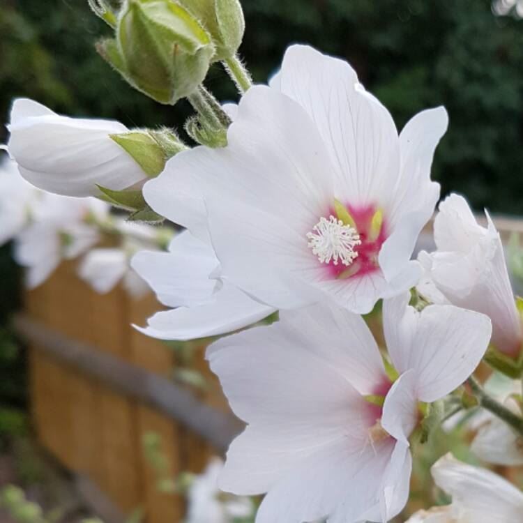 Dwarf Lavatera x Clementii Barnsley BABY Tree Mallow | Shrub | Pot ...