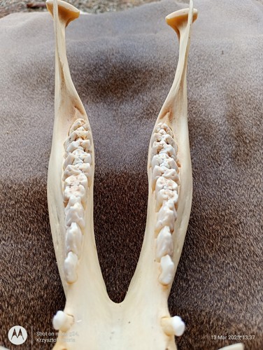 One Wild Boar Hog Skull Lower Jaw With Complete Set Of Teeth Fangs ...