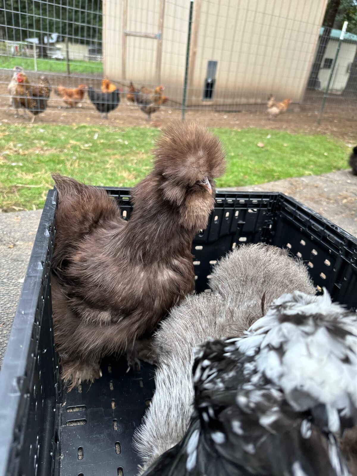 1 DOZEN SILKIE HATCHING EGGS PARTRIDGE SPLASH FRIZZLE BUFF BLACK NPIP ...