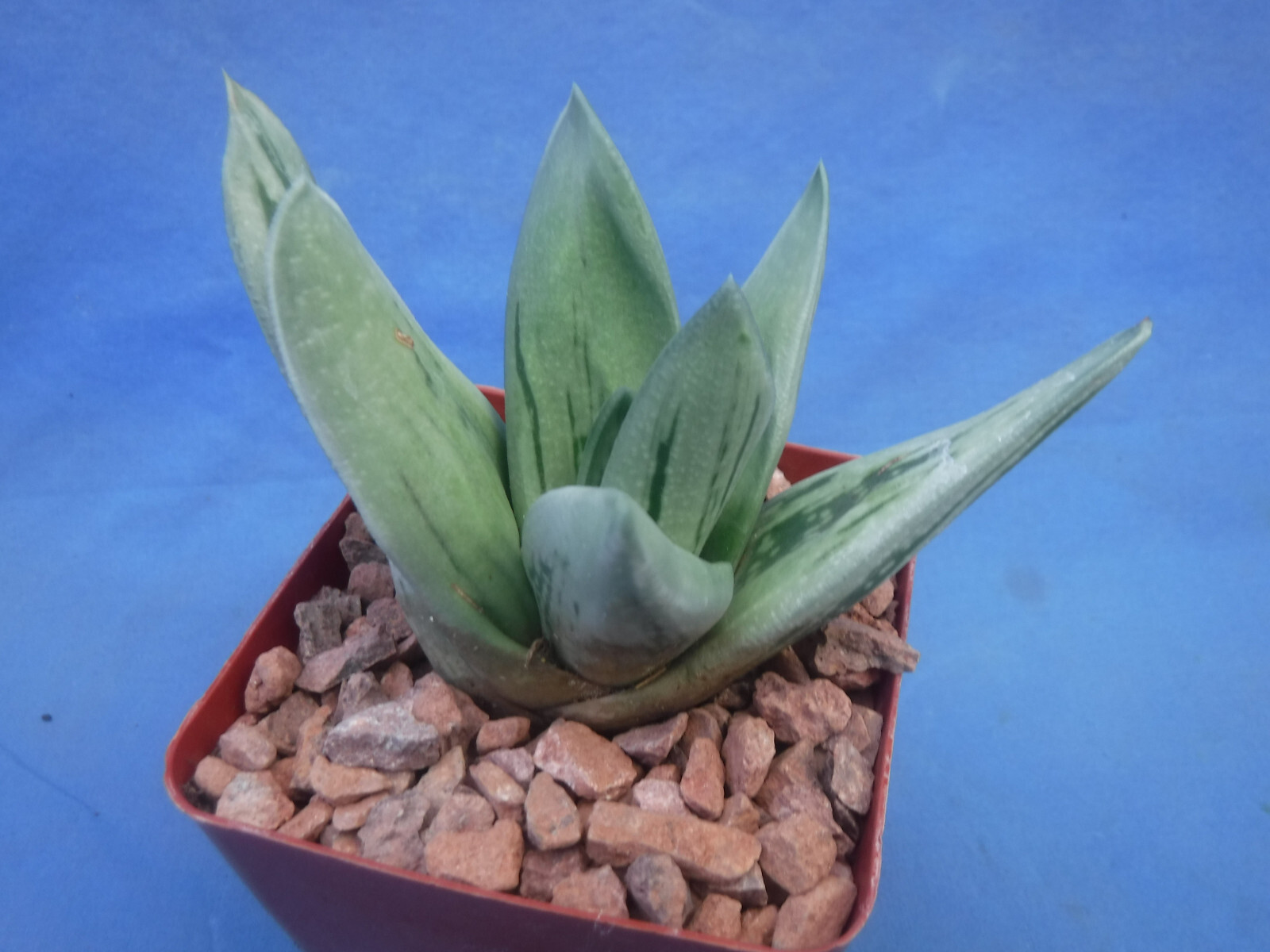 Gasteria Aloe Hybrid Gasteraloe "Green Ice" Succulent 3" Pot Size 3"-4 ...