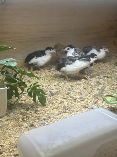100 Button Quail Hatching Eggs Multiple Colors | eBay