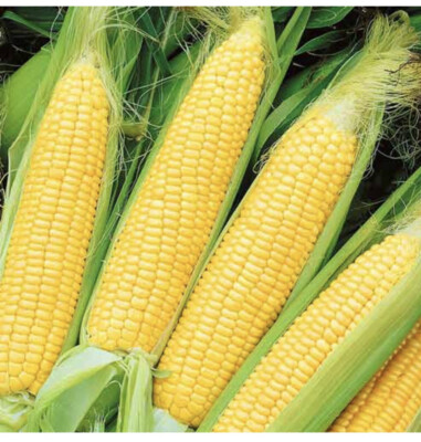 90 SEEDS - SUPER SWEET CORN SWEETCORN 🌽 PROFESSIONAL. NON GMO | eBay UK